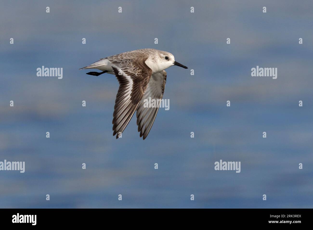 Drieteenstrandloper in de vlucht; Sanderling in flight Stock Photo - Alamy