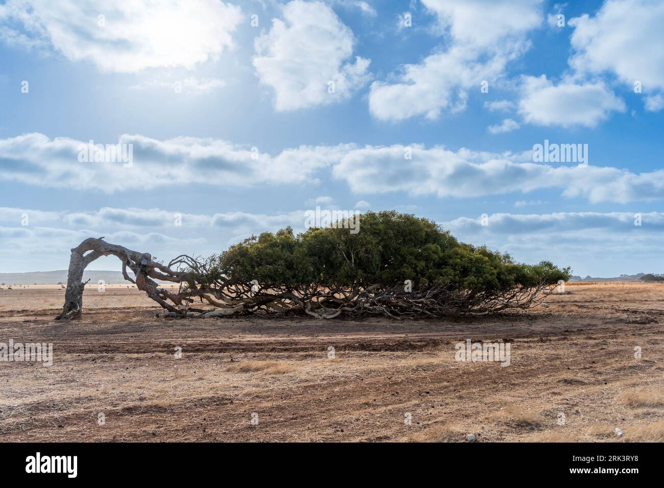 The Leaning Tree on the Brand Highway in Greenough Stock Photo - Alamy