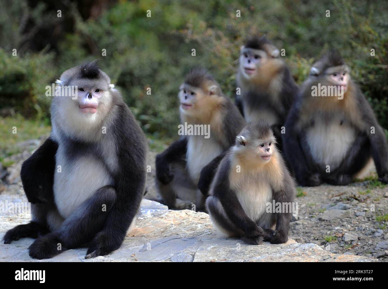 Yunnan snub nosed monkeys in snow hi-res stock photography and images ...