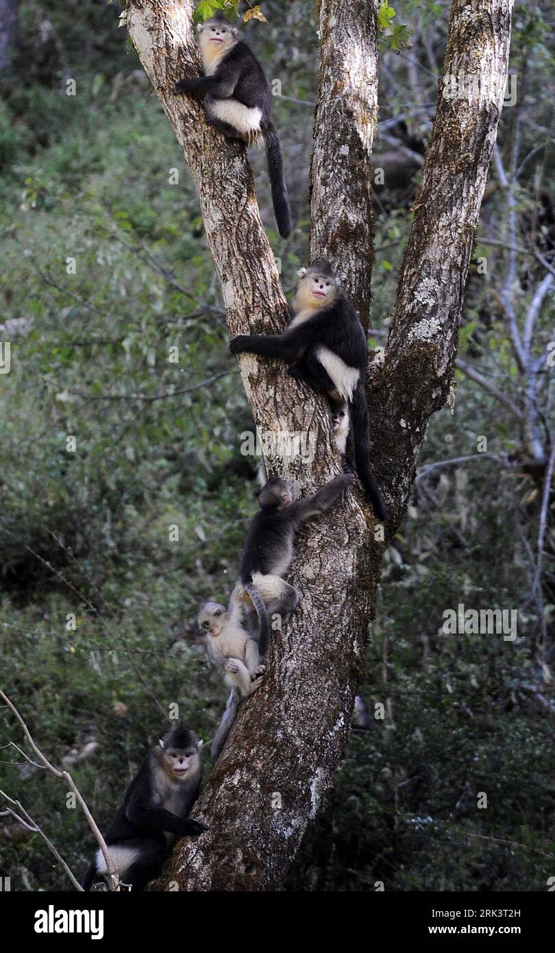 Yunnan snub nosed monkeys in snow hi-res stock photography and images ...