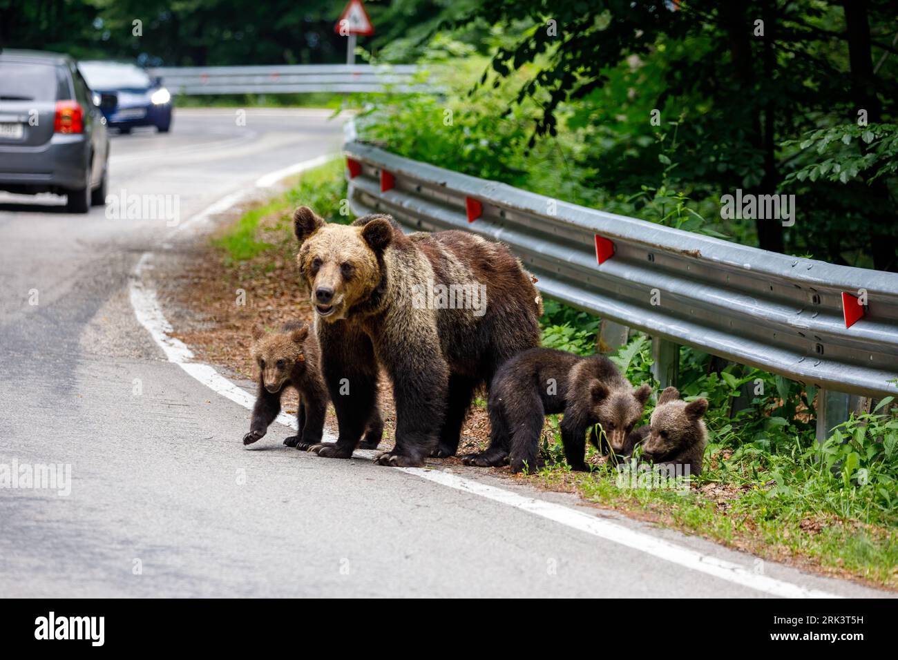 European Brown Bear in the Carpathians of Romania Stock Photo - Alamy