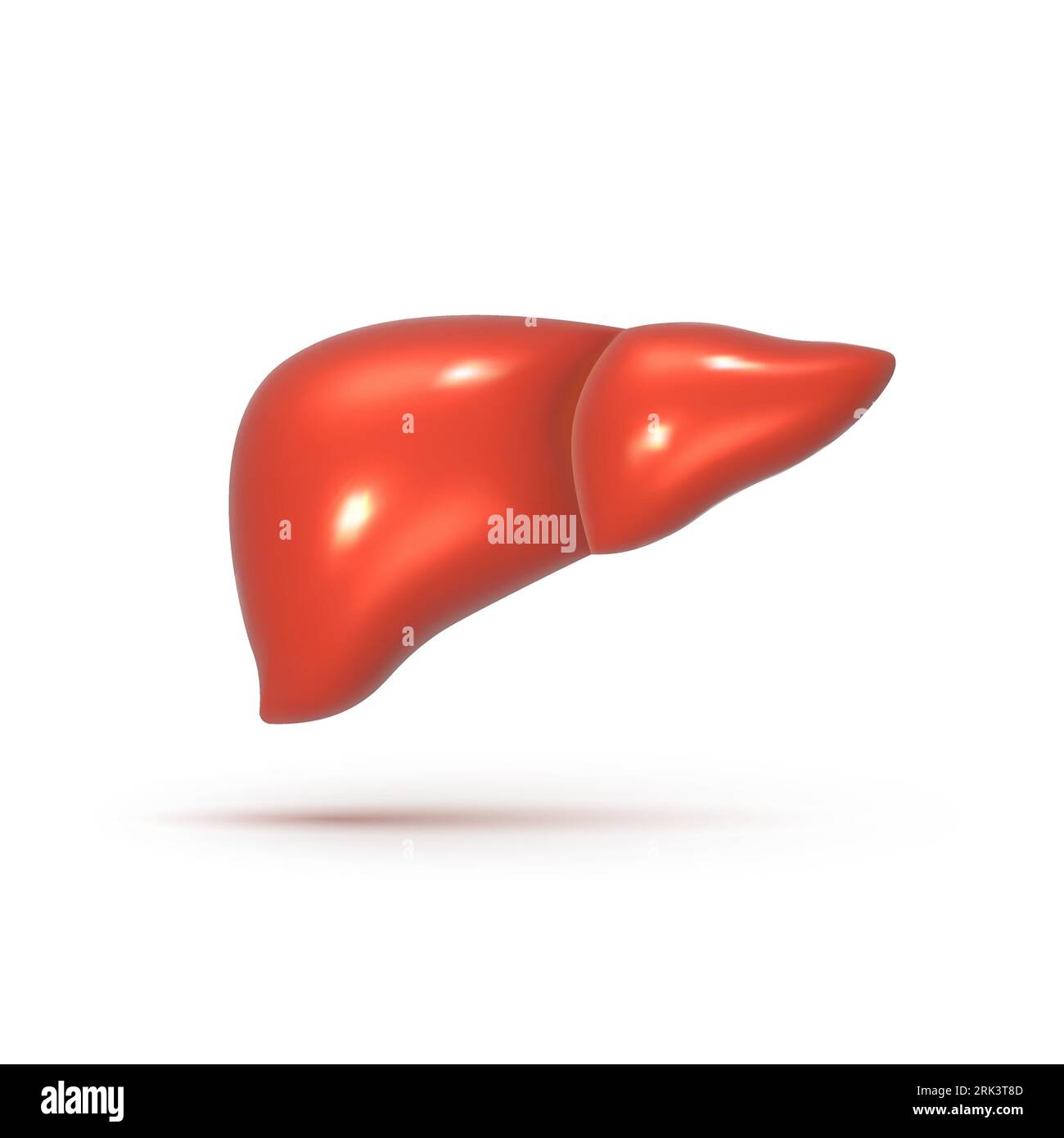 3D human liver. Realistic human organ on white background. Vector ...