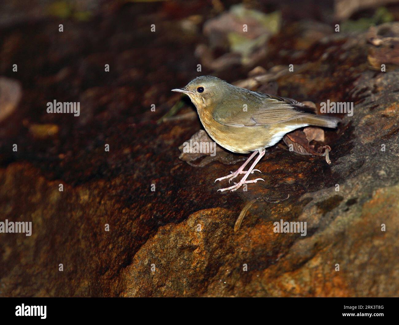 Indian robin in natural environment hi-res stock photography and images ...