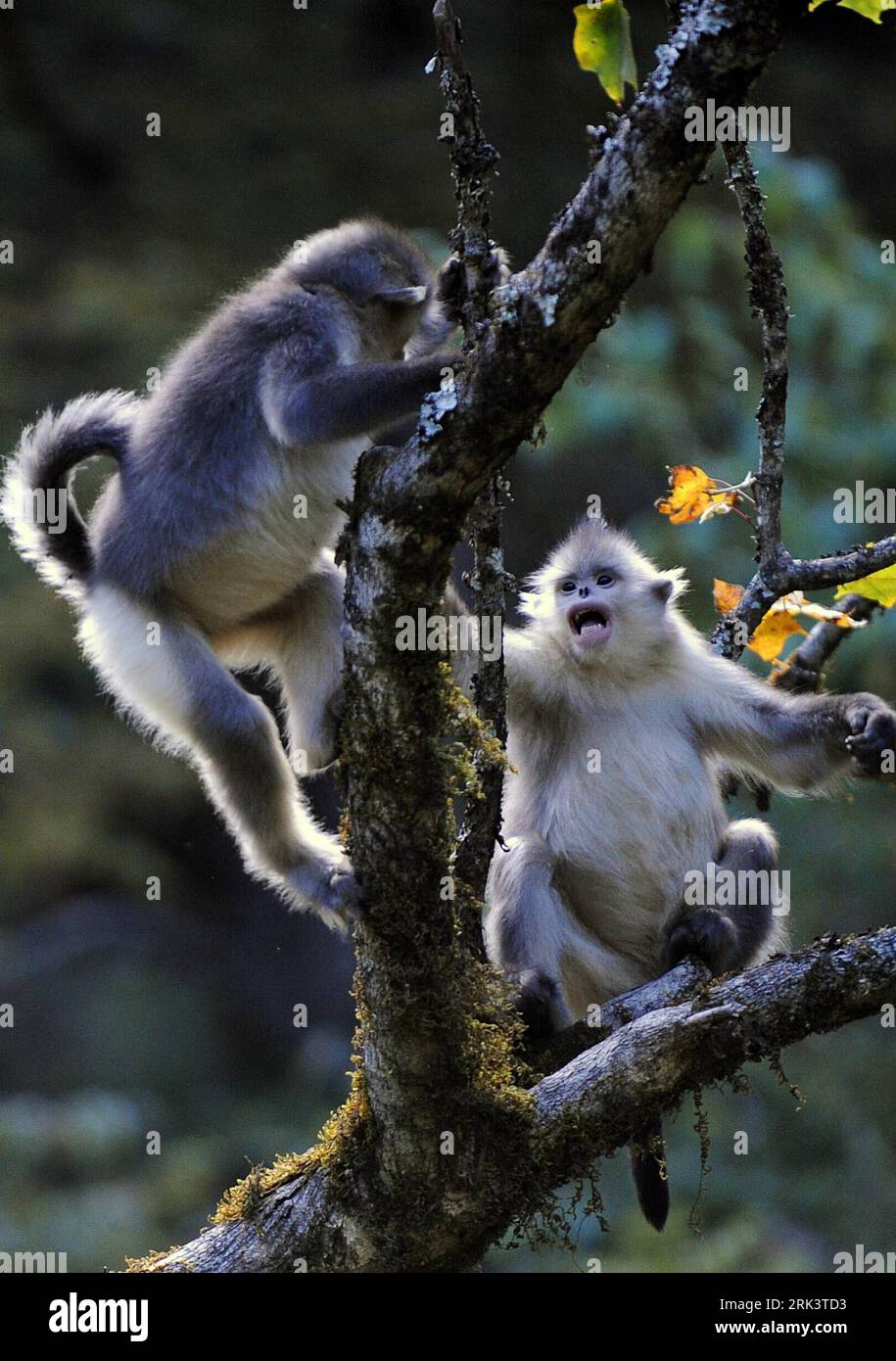 Yunnan snub nosed monkeys in snow hi-res stock photography and images ...