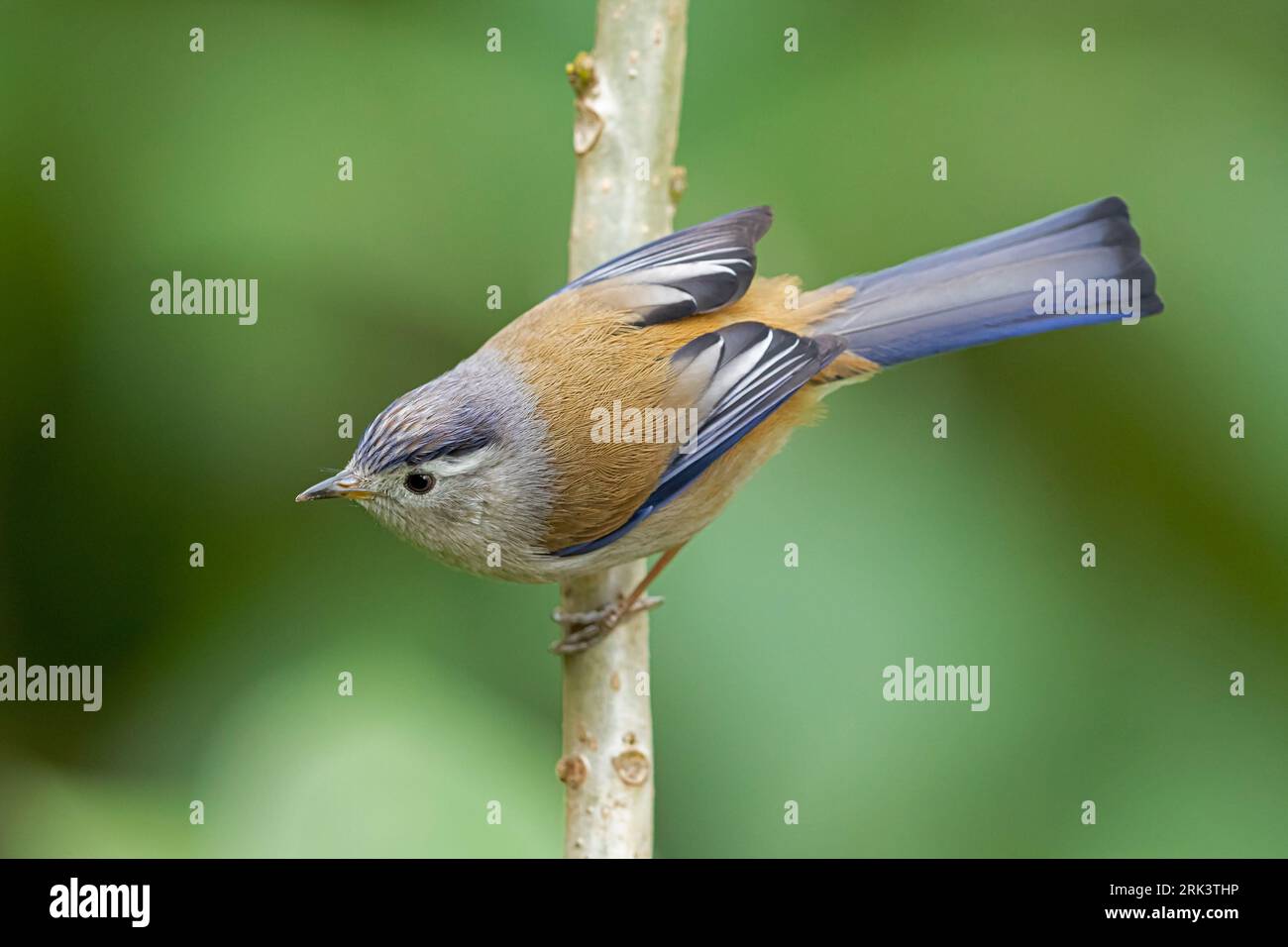 Blue winged minla minla cyanouroptera hi-res stock photography and ...
