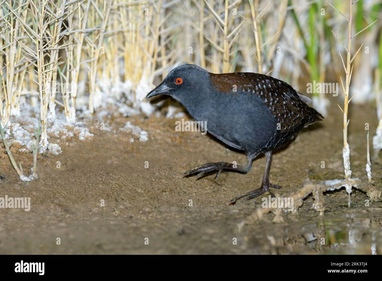Black rail laterallus jamaicensis hi-res stock photography and images ...