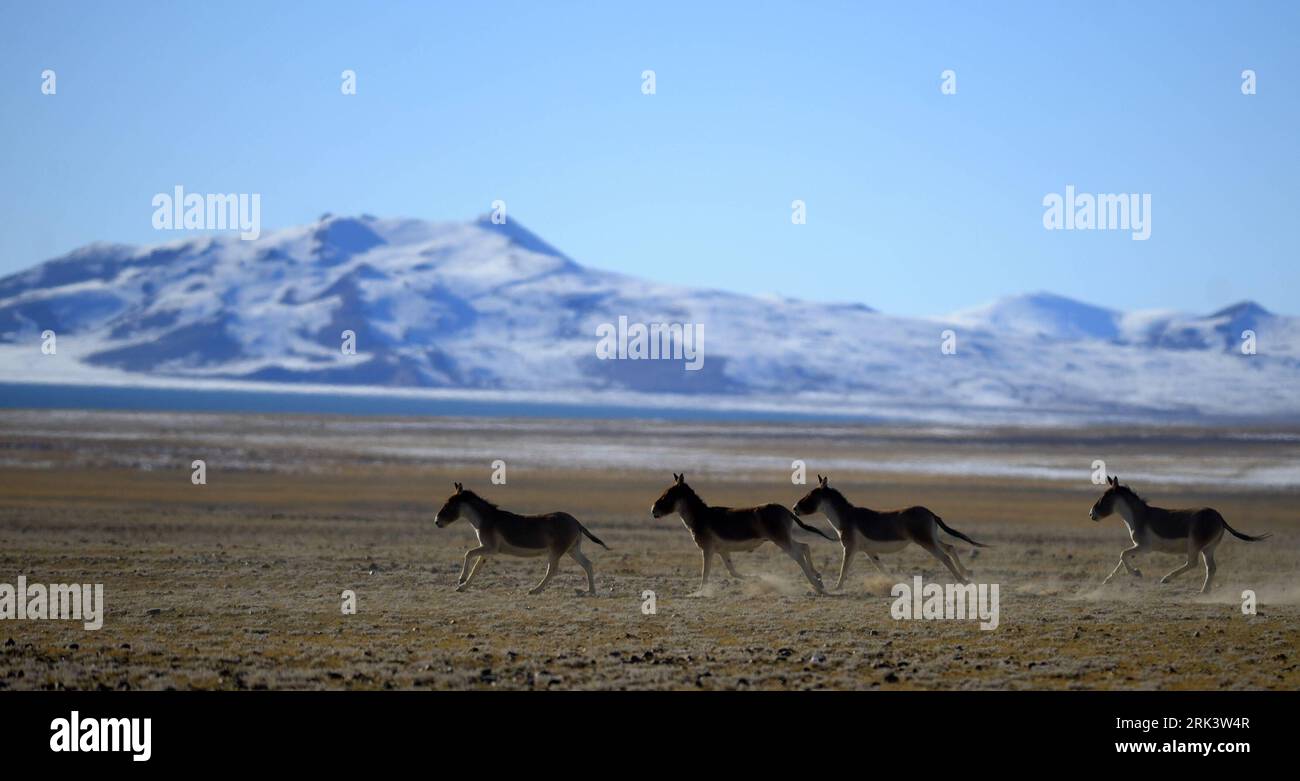 Equus kiang hi-res stock photography and images - Alamy