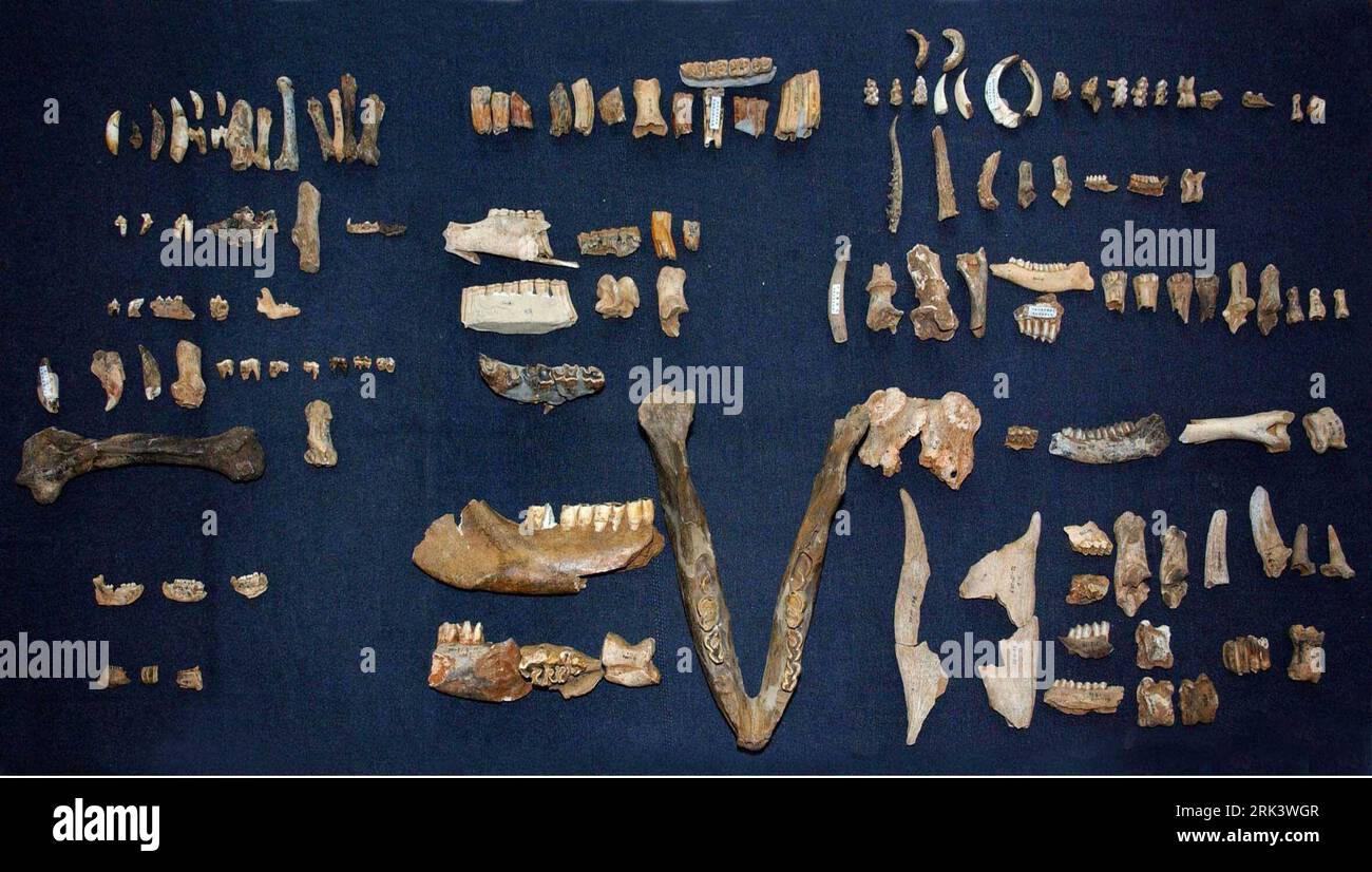 Paleolithic age hi-res stock photography and images - Alamy