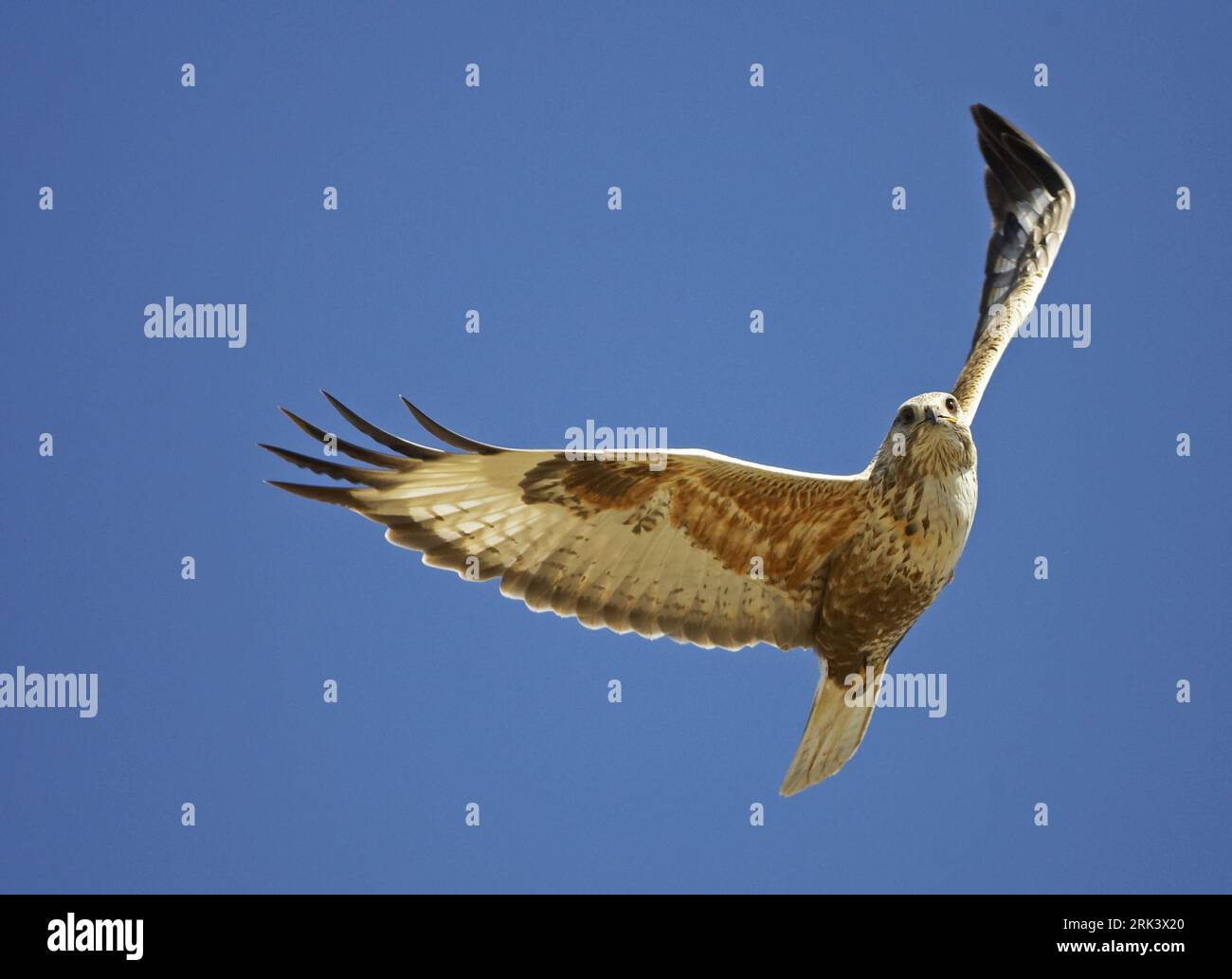 Upland Buzzard (Buteo hemilasius) in flight in Mongolia during summer ...
