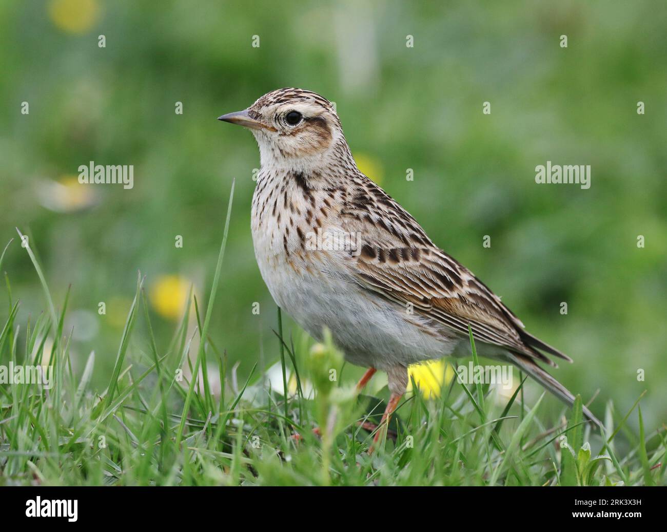 Eastern Eurasian Skylark (Alauda arvensis) in Sichuan, China. Standing ...