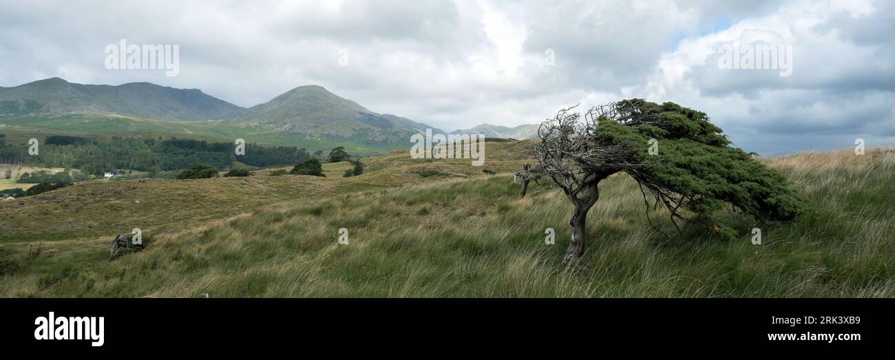 Kelly Tree and Mountain, Lake District UK Stock Photo - Alamy
