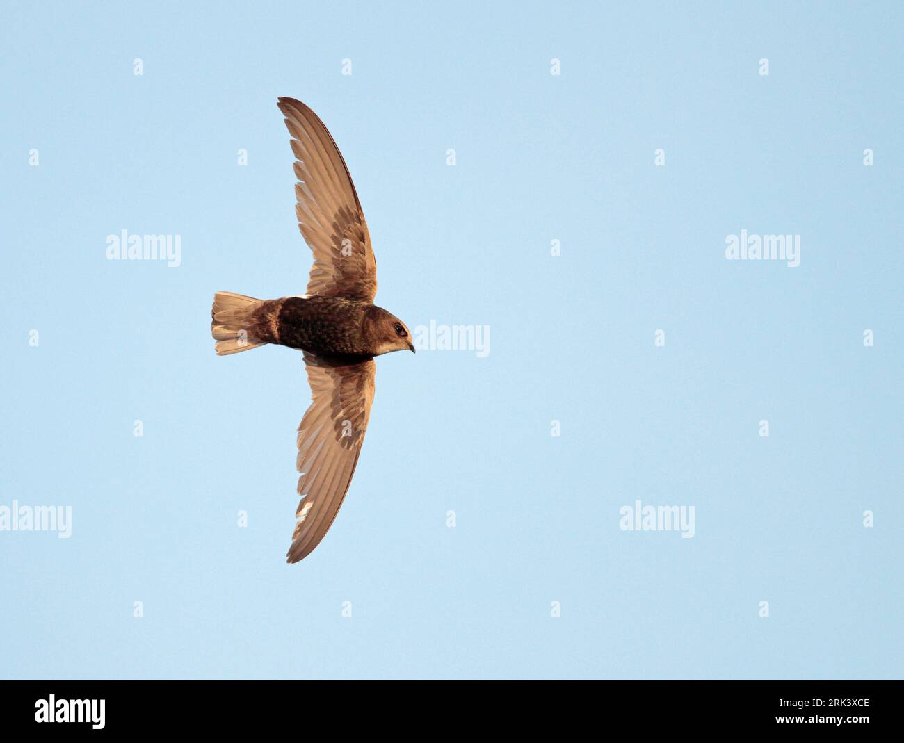 Little Swift (Apus affinis) in flight in Spain Stock Photo - Alamy