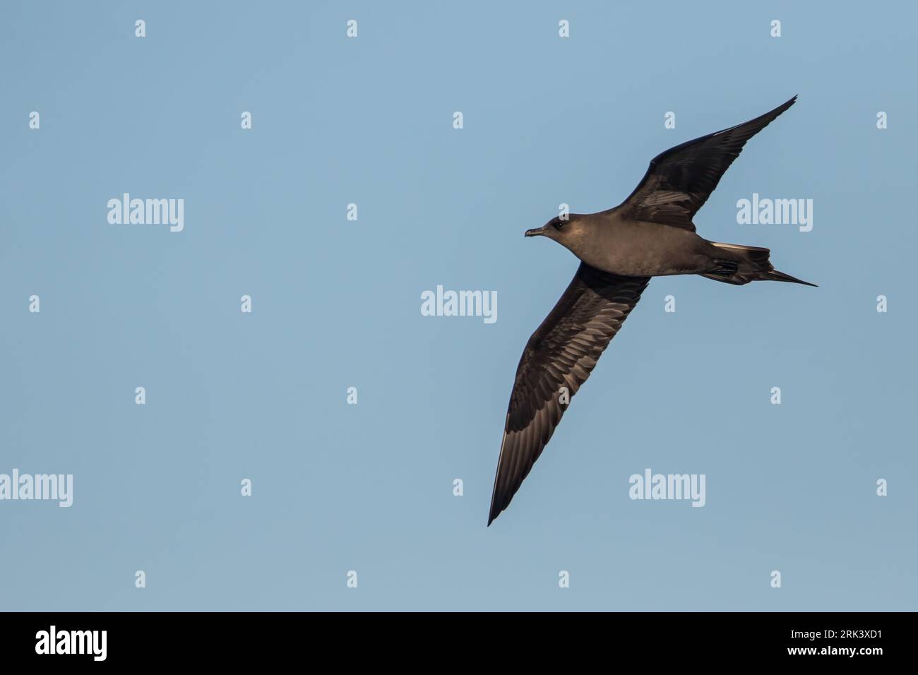 Dark phase Parasitic Jaeger (Stercorarius parasiticus) on the arctic ...