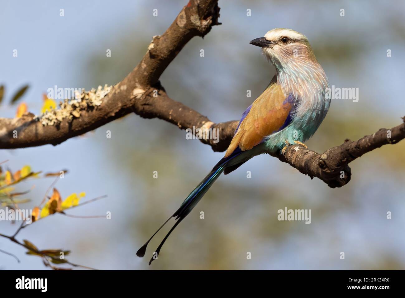Racket tailed roller hi-res stock photography and images - Alamy