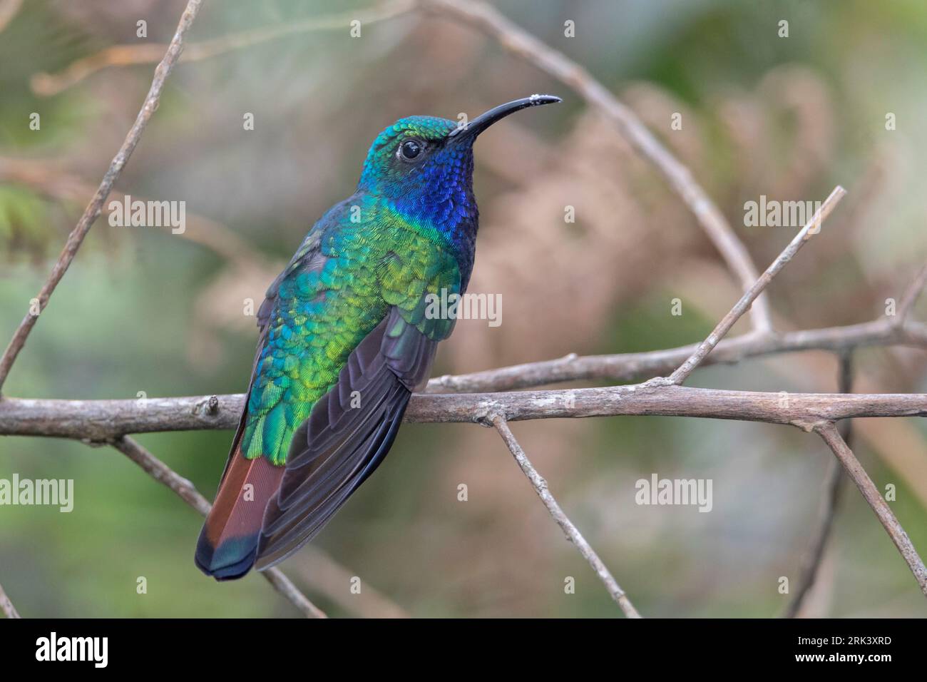 A male Lazuline Sabrewing (Campylopterus falcatus) at Santa Marta ...