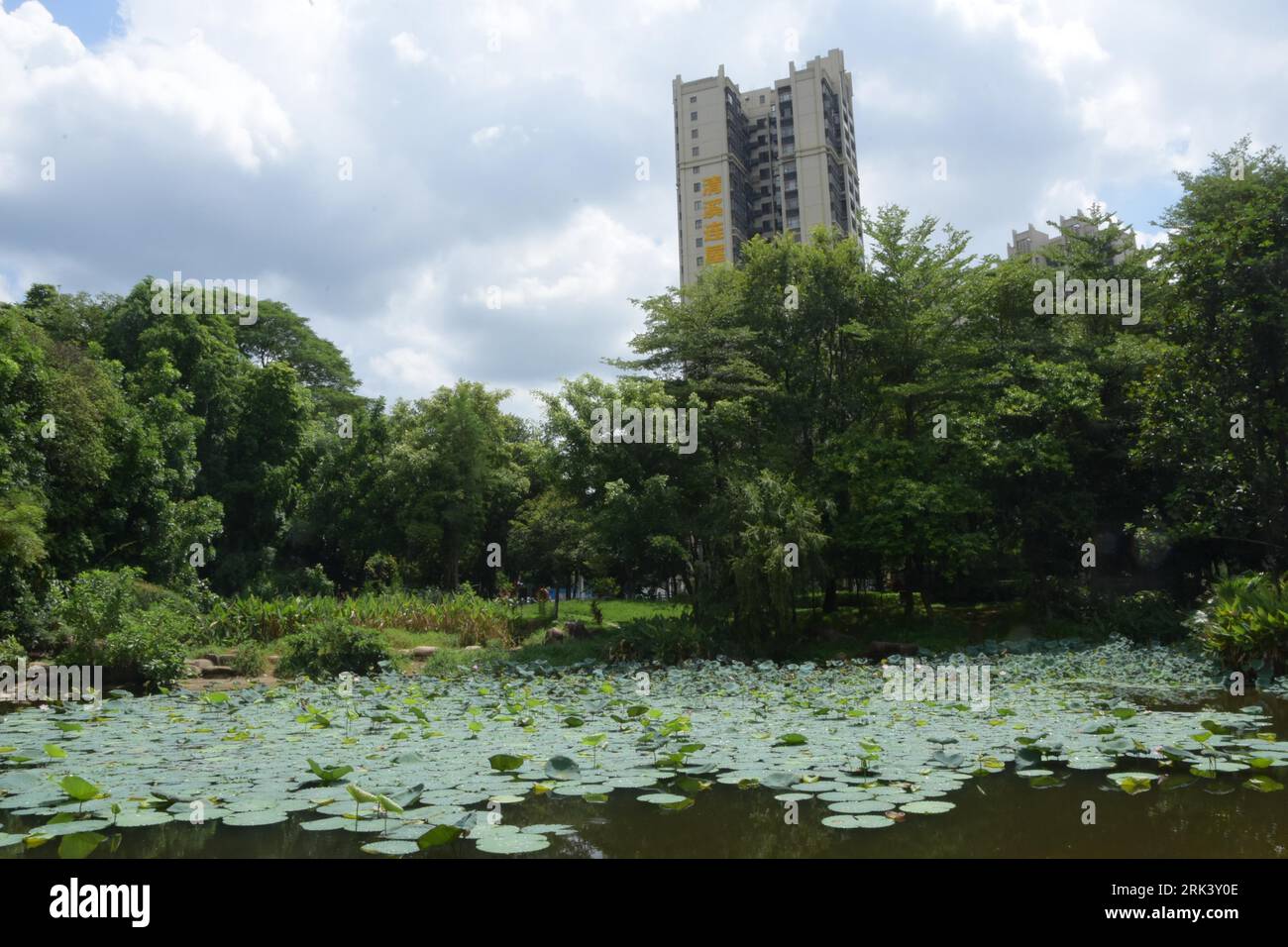 Blooming lotus flowers at a park in Qingxi Town, Dongguan City, south ...
