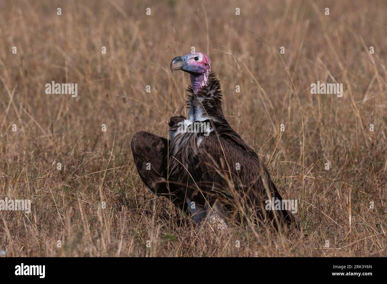 Laped feced vulture hi-res stock photography and images - Alamy