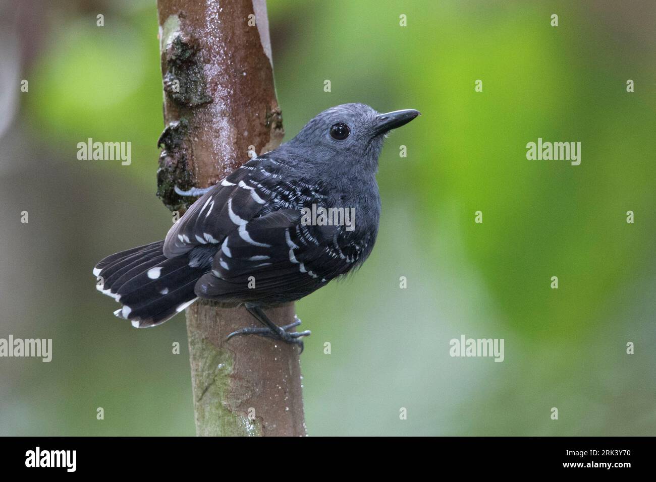 Common scale backed antbird hi-res stock photography and images - Alamy