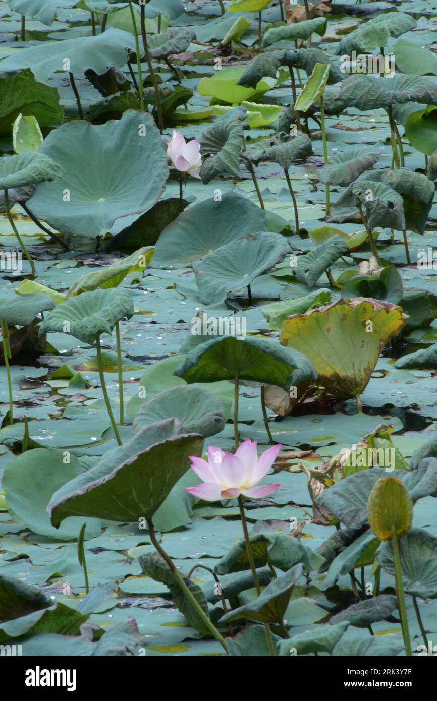 Blooming lotus flowers at a park in Qingxi Town, Dongguan City, south ...