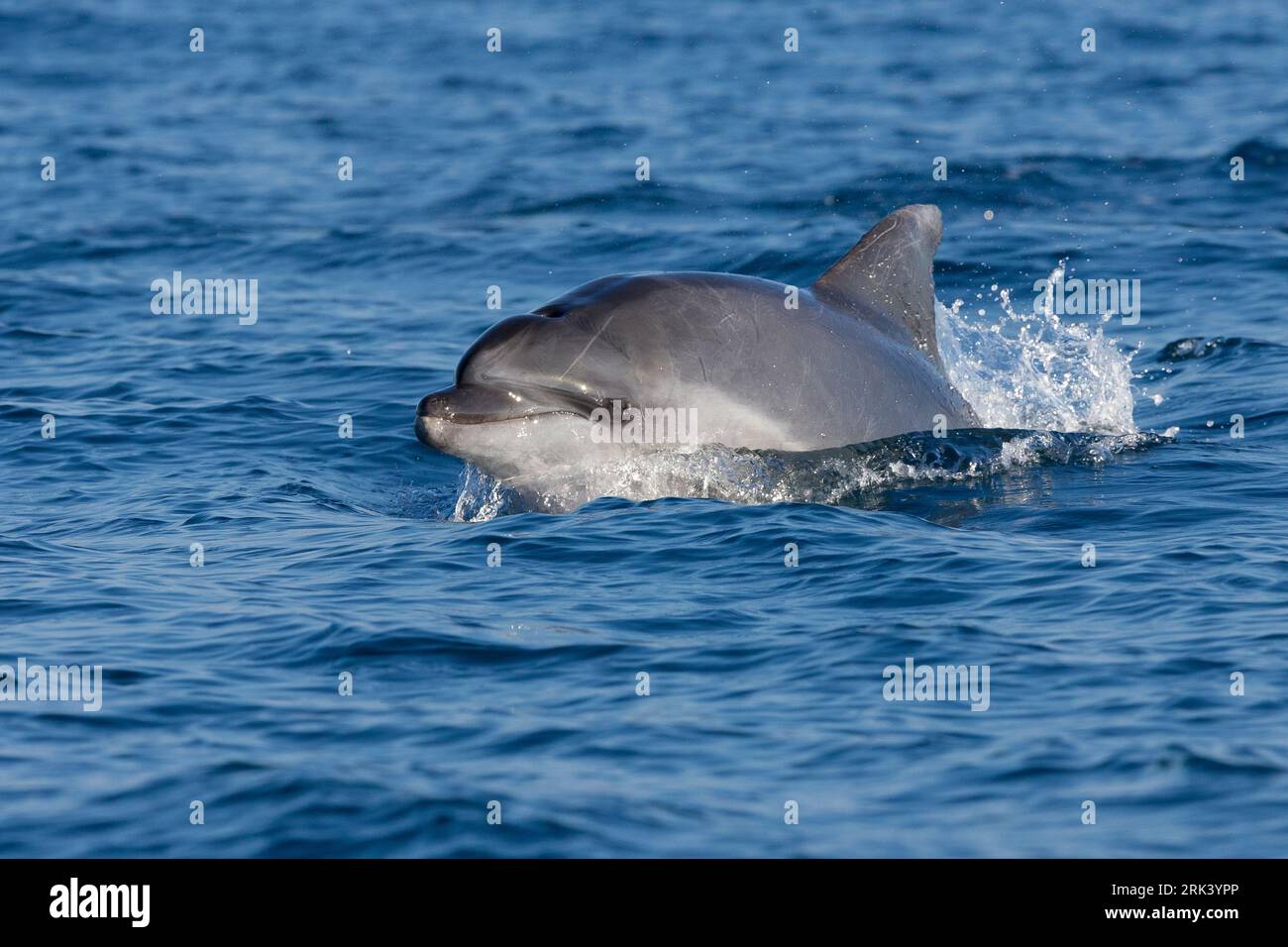 Bottlenose Dolphin (Tursiops truncatus), adult breaching the sea, Lazio ...