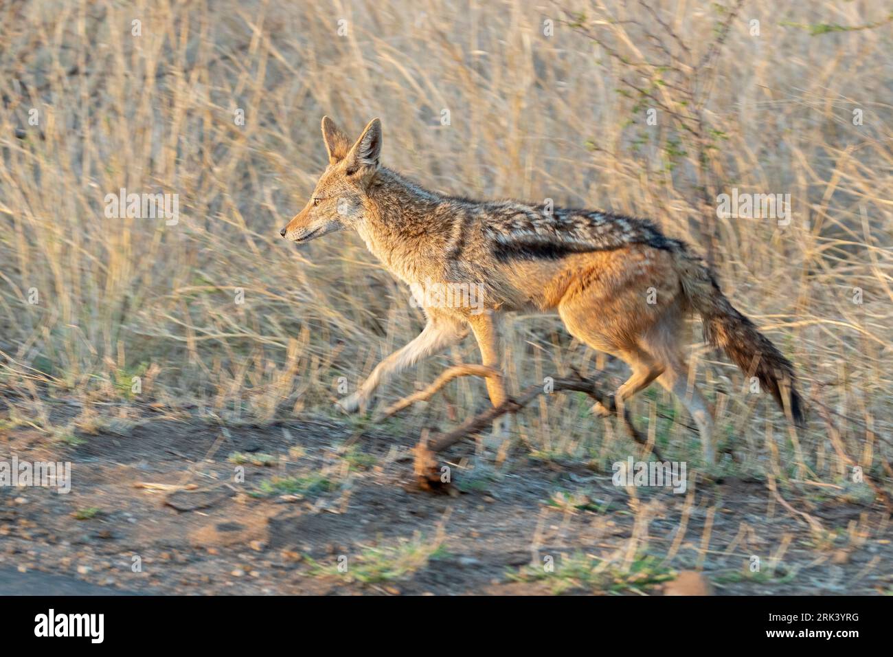 Black-backed Jackal (Canis mesomelas), side view of an adult walking ...