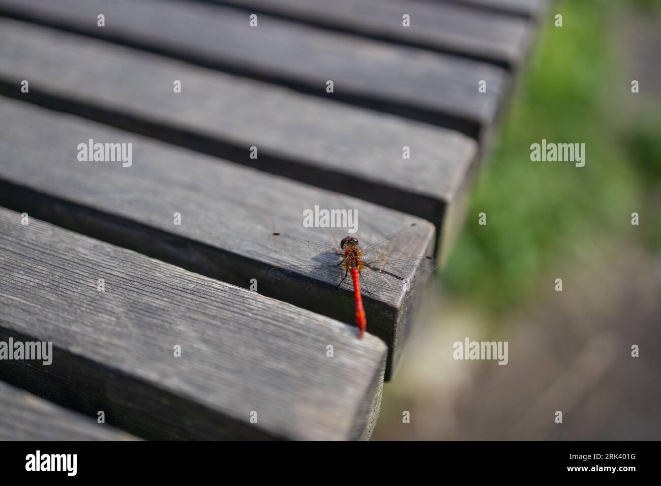 Red dragonfly sits on wooden garden bench Stock Photo - Alamy