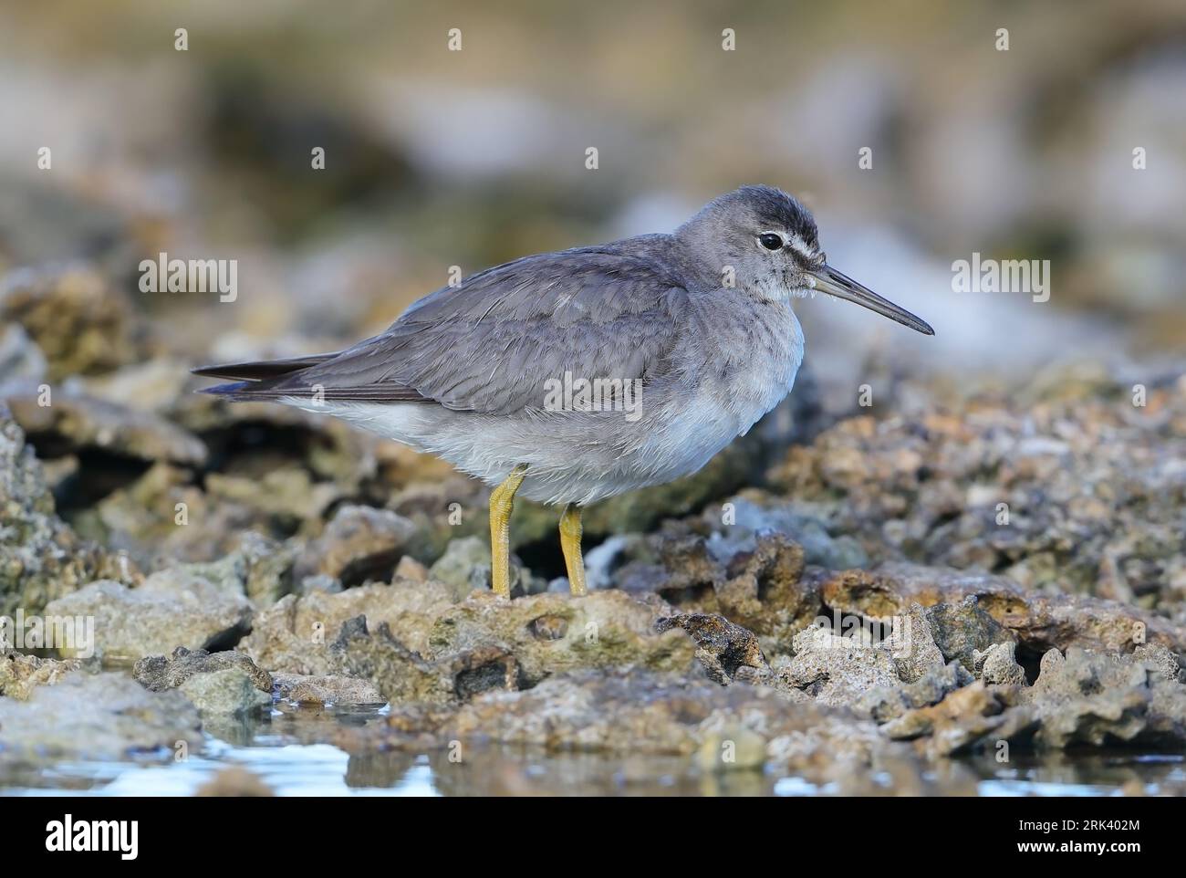Wandering Tattler, Tringa incana, at Lady Elliot Island - Australia ...