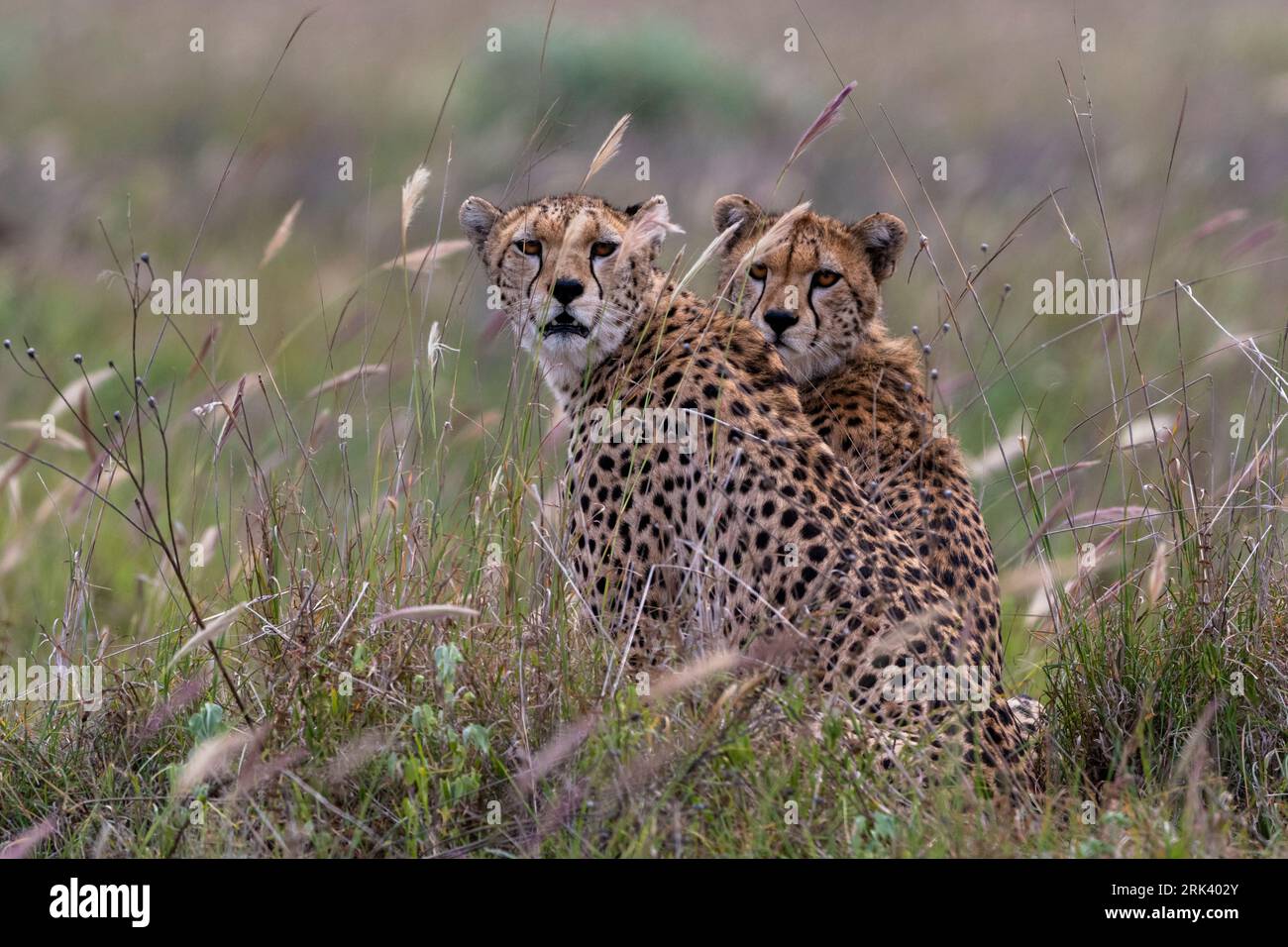 Two cheetah, Acynonix jubatus, sitting and looking at the camera. Voi ...