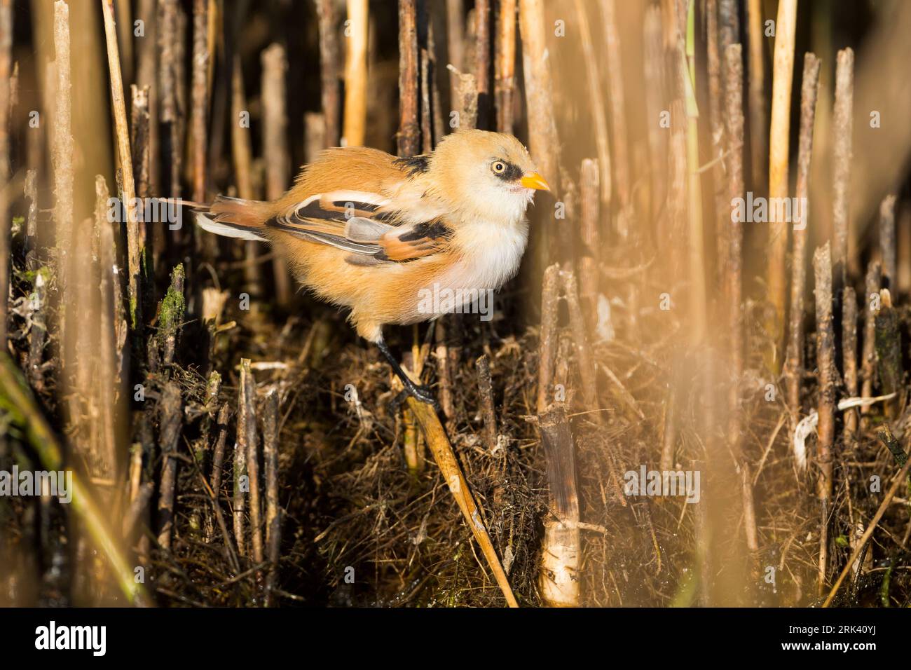 Bearded Reedling (Panurus biarmicus ssp. biarmicus), Germany, 1st cy ...