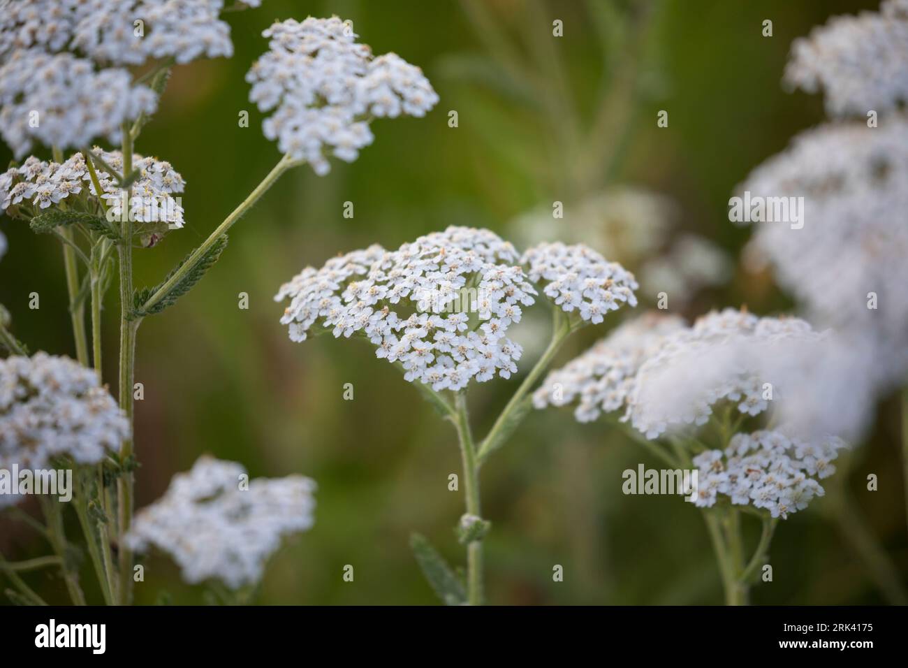 Schafgarbe, Gewöhnliche Schafgarbe, Wiesen-Schafgarbe, Schafgabe, Achillea millefolium, yarrow ...