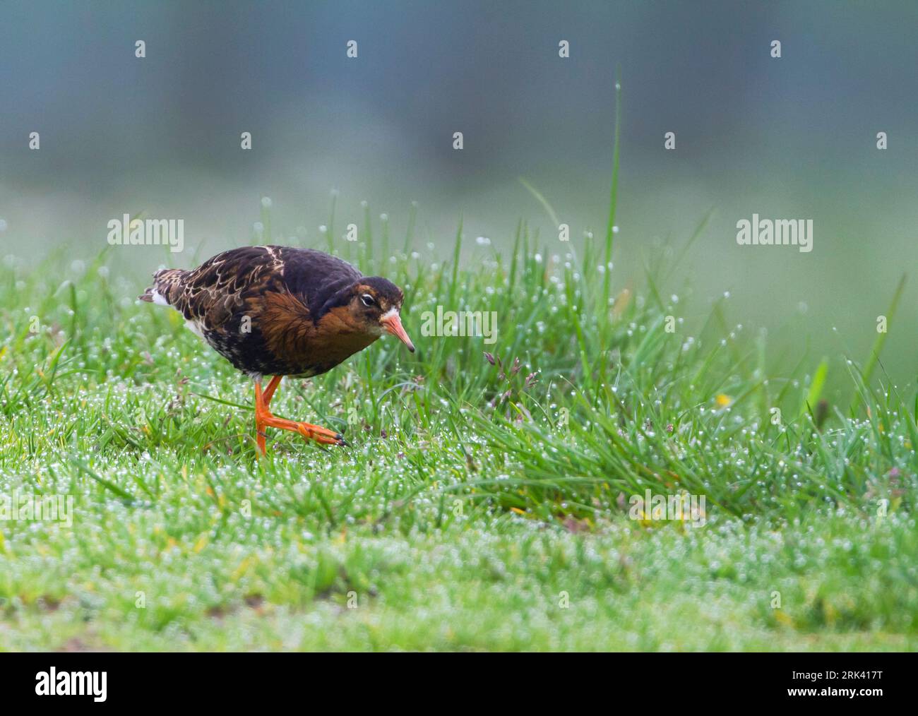 Kemphaan, Ruff, Philomachus pugnax, Poland, adult, male Stock Photo - Alamy
