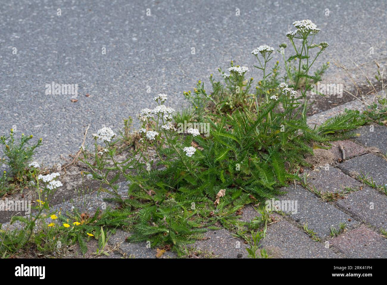 Schafgarbe, Gewöhnliche Schafgarbe, Wiesen-Schafgarbe, Schafgabe, Achillea millefolium, yarrow ...