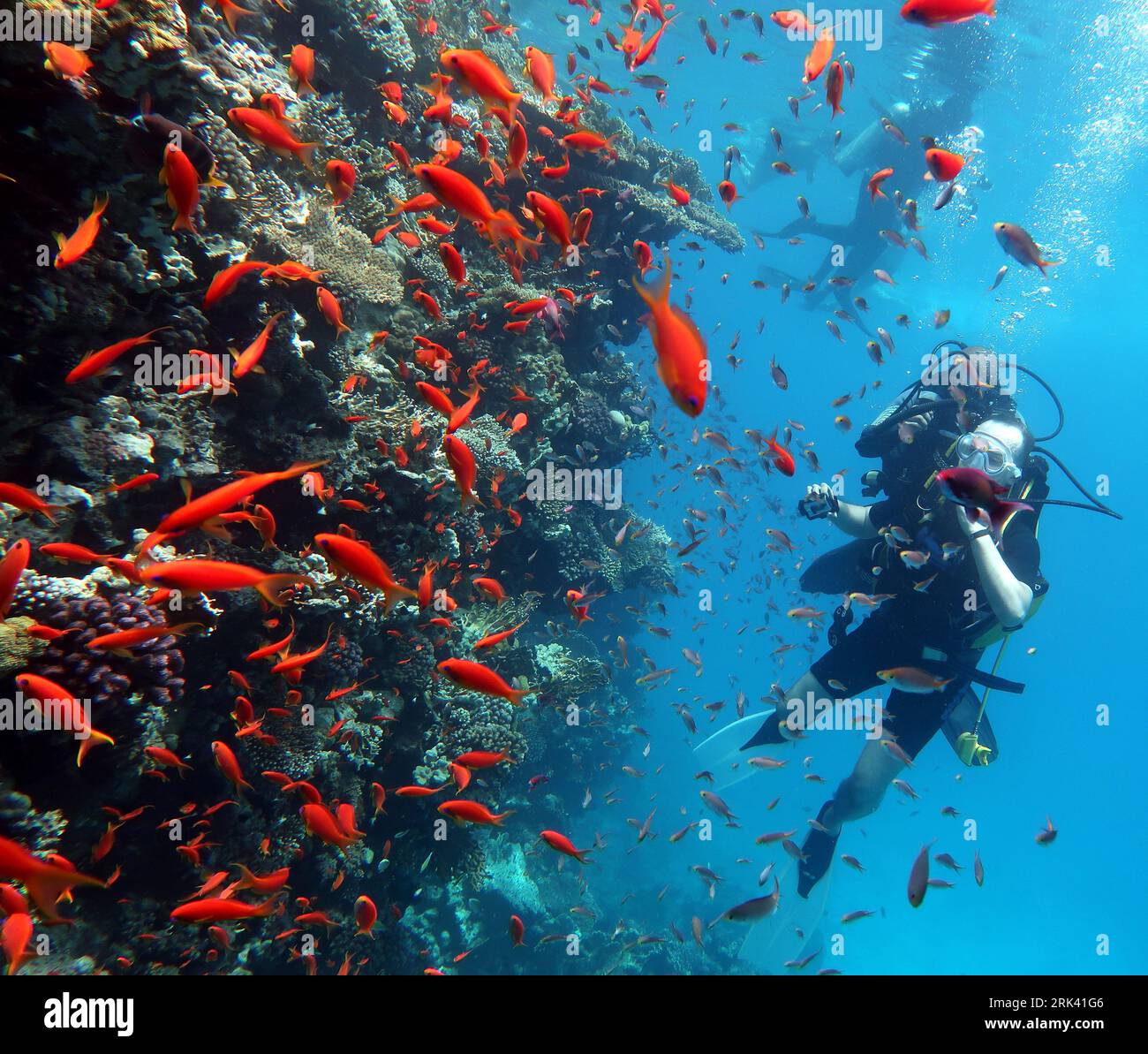 Diving in the Red Sea in Egypt, beautiful coral reef with hundreds of ...