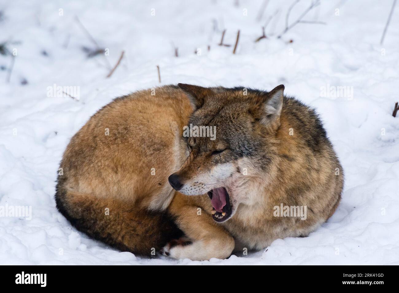 Yawning germany hi-res stock photography and images - Alamy
