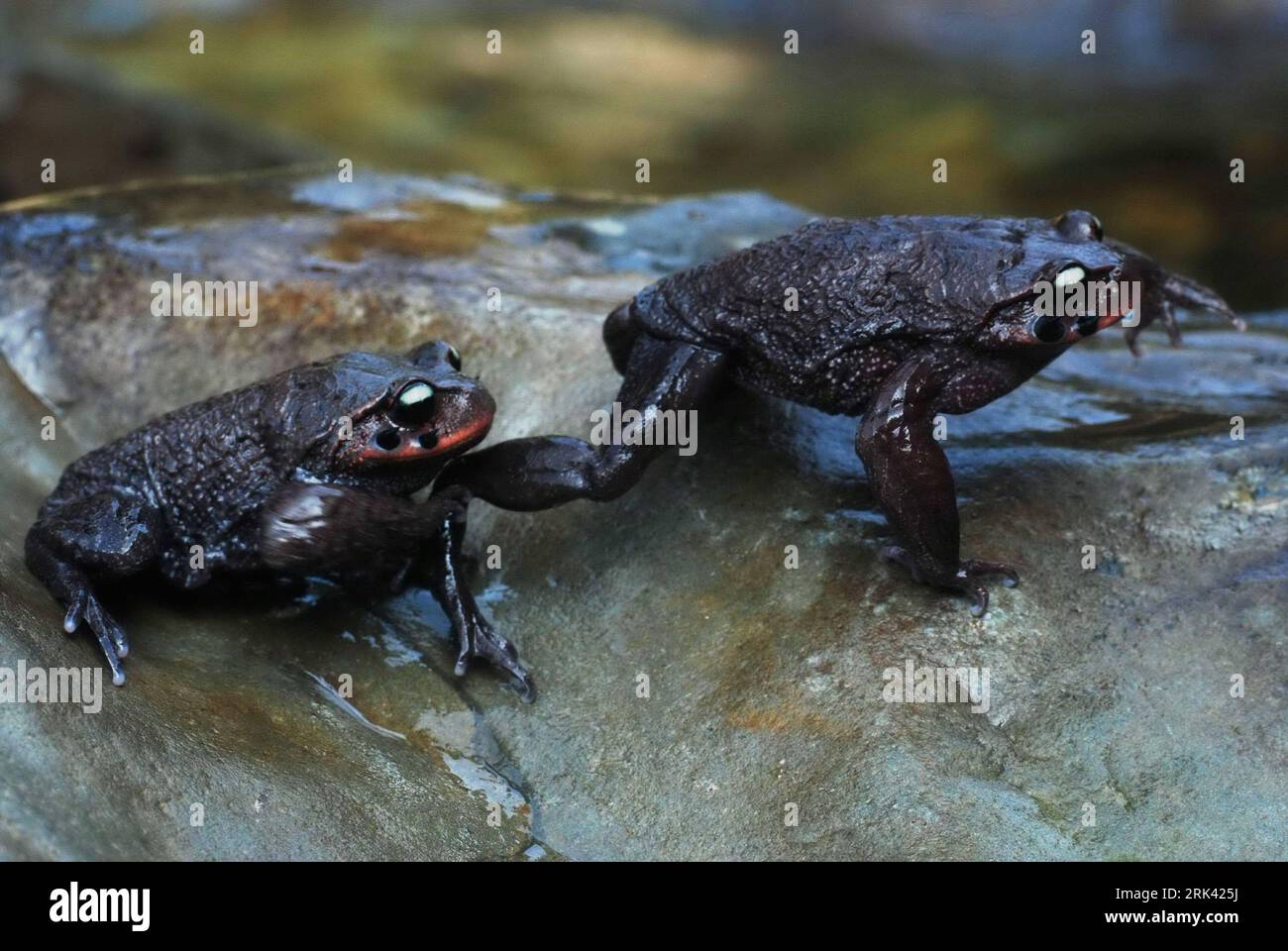 Family megophryidae hi-res stock photography and images - Alamy