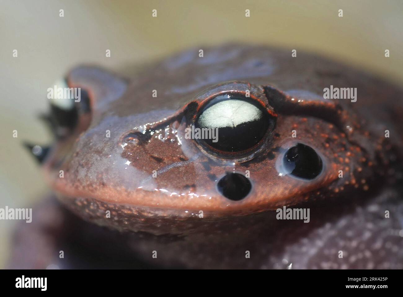 Family megophryidae hi-res stock photography and images - Alamy