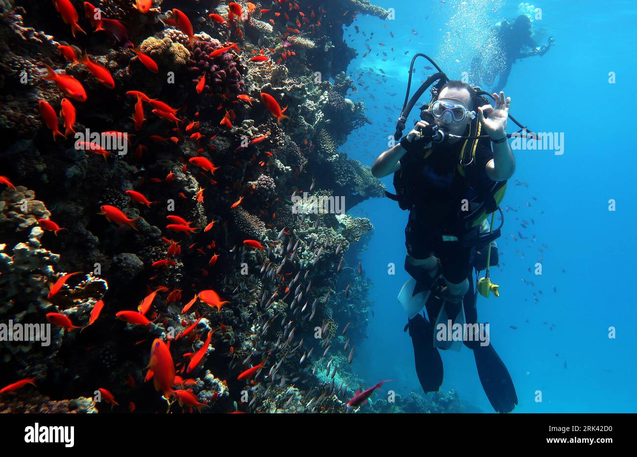 Diving in the Red Sea in Egypt, beautiful coral reef with hundreds of ...