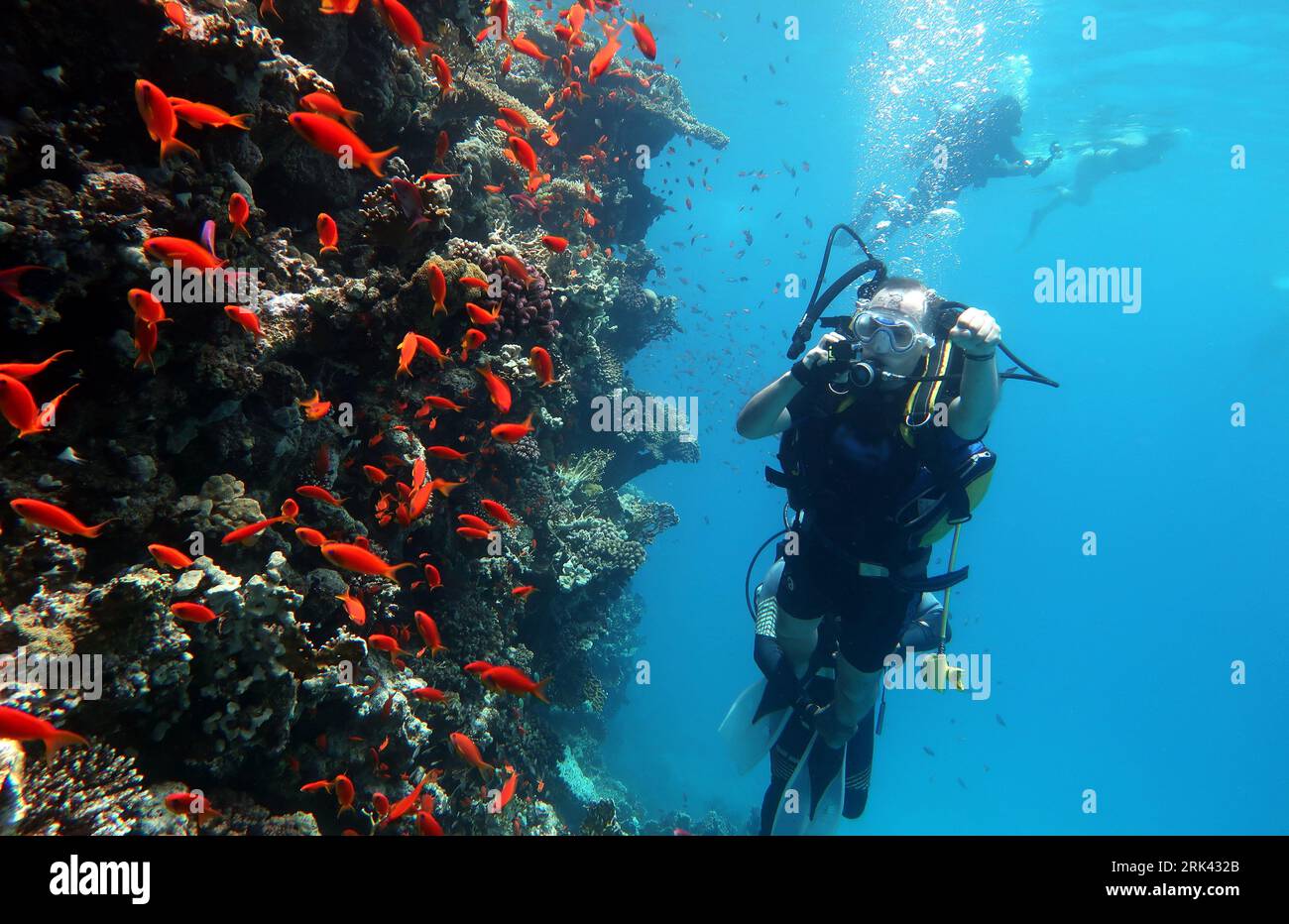 Diving in the Red Sea in Egypt, beautiful coral reef with hundreds of coral fish. Scuba divers ...