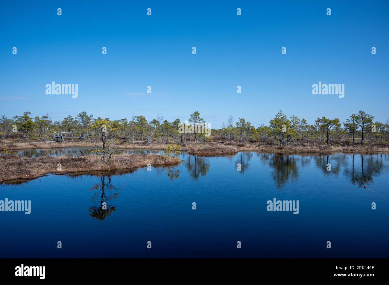 Swamp bog wetland boardwalk hi-res stock photography and images - Alamy