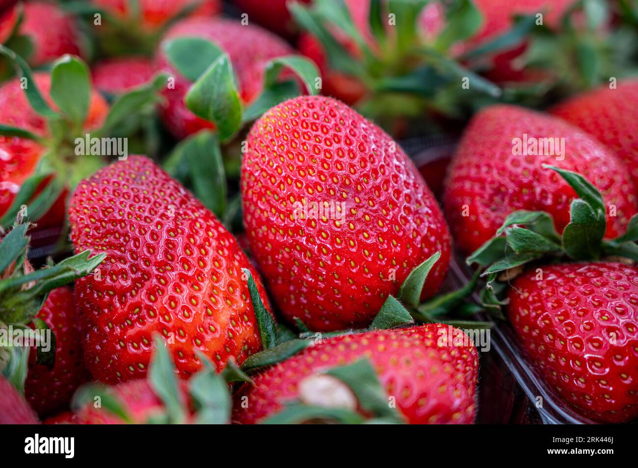 Top view raw strawberries hi-res stock photography and images - Alamy