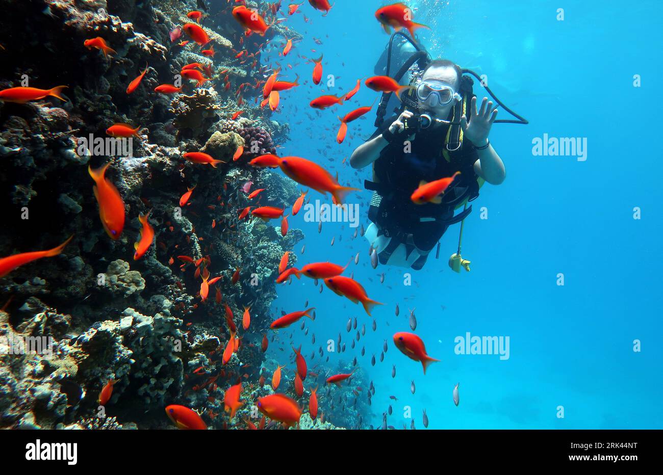 Diving in the Red Sea in Egypt, beautiful coral reef with hundreds of ...