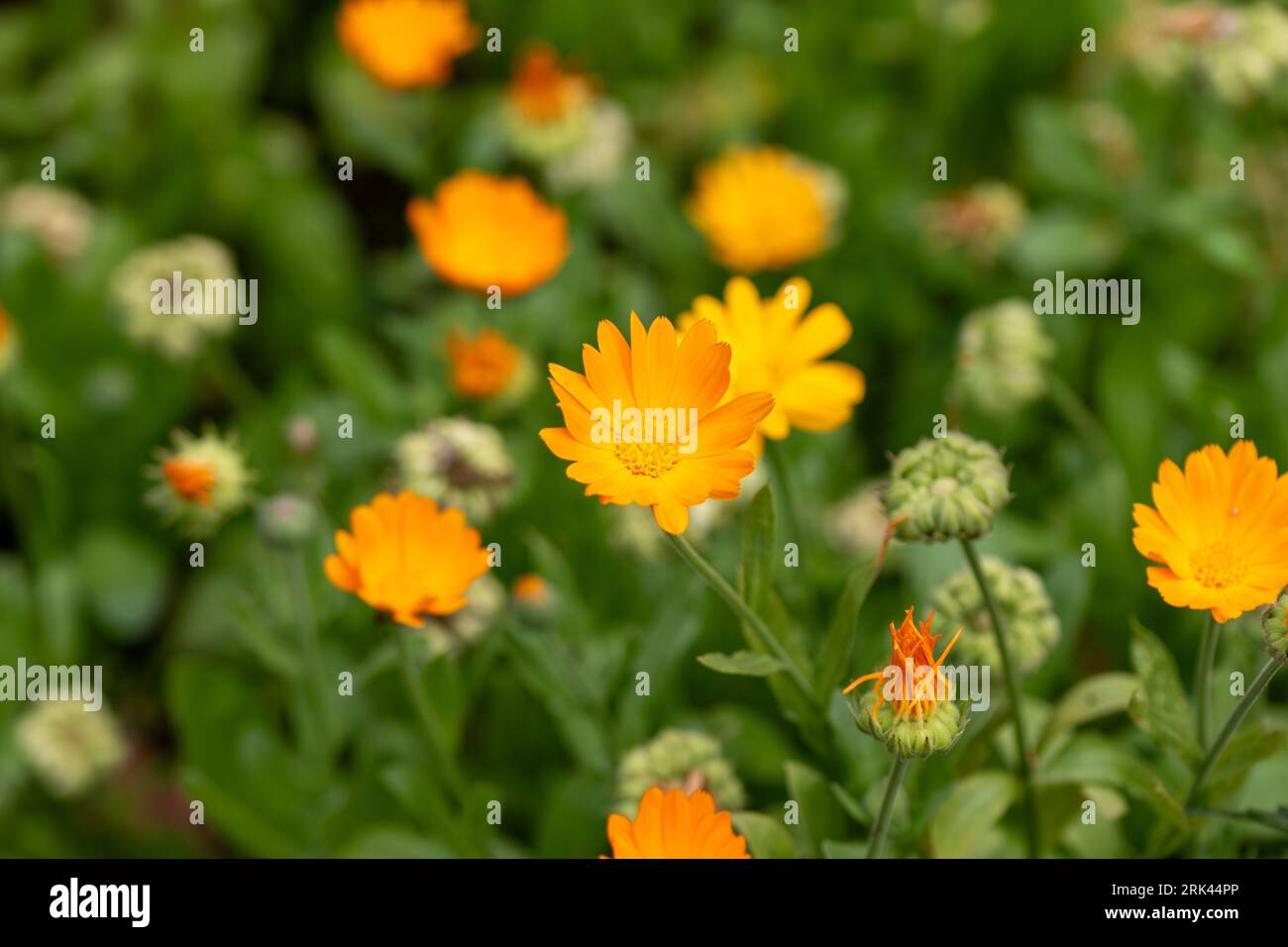 Small clustered flowers hi-res stock photography and images - Alamy