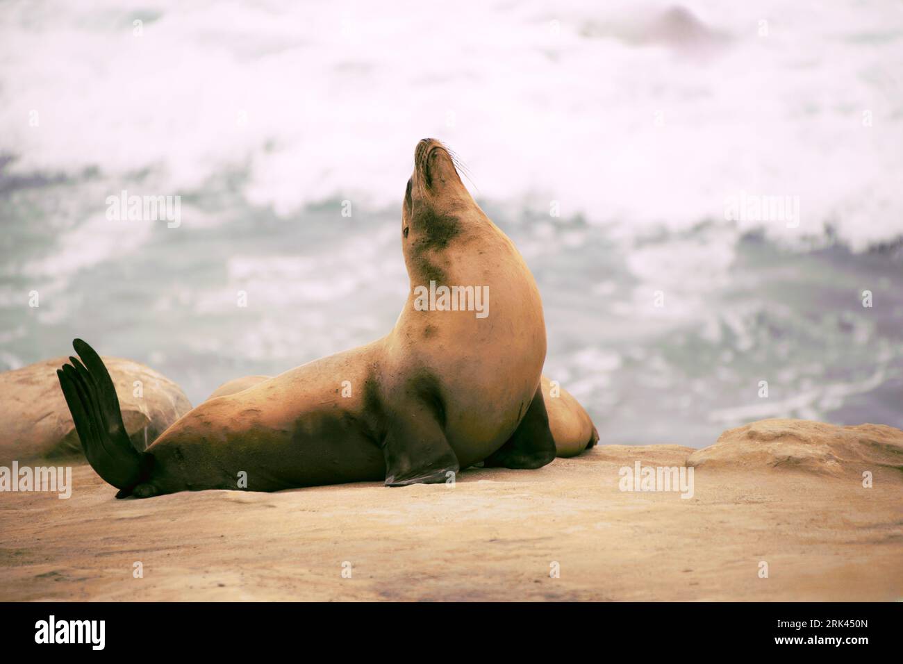 A sea lion basking in the sun on a sandy beach with ocean waves lapping ...