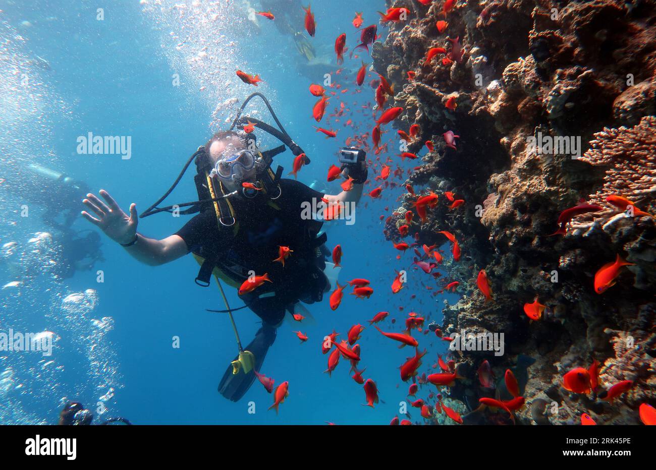 Diving in the Red Sea in Egypt, beautiful coral reef with hundreds of ...