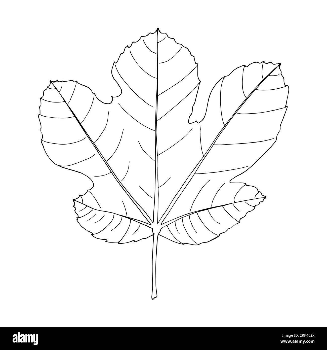 Fig tropical leaf hand drawn vector isolated element for design in ...