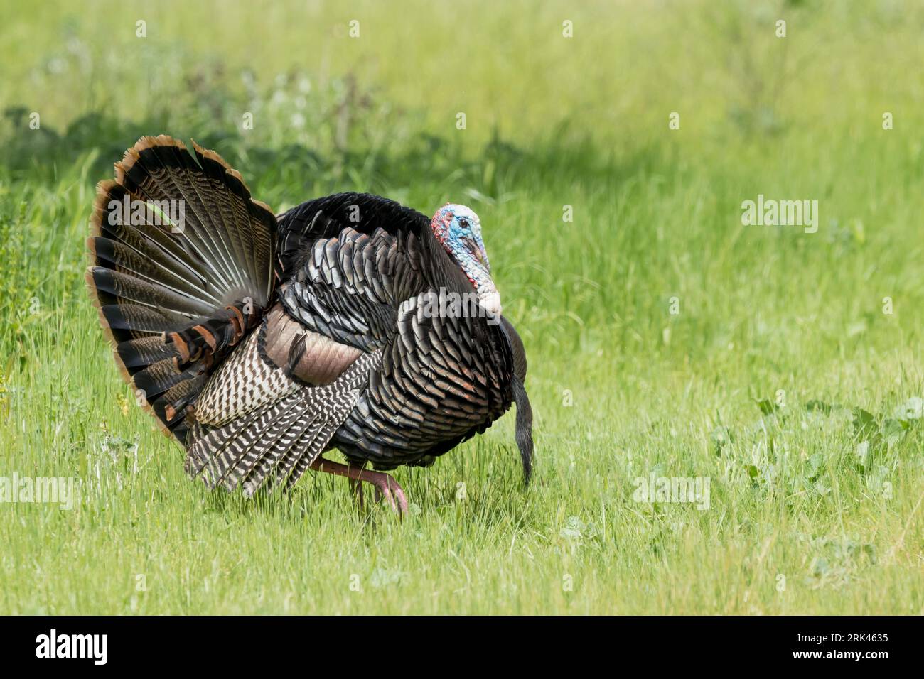 Adult male Wild Turkey (Meleagris gallopavo) walking on the ground in ...