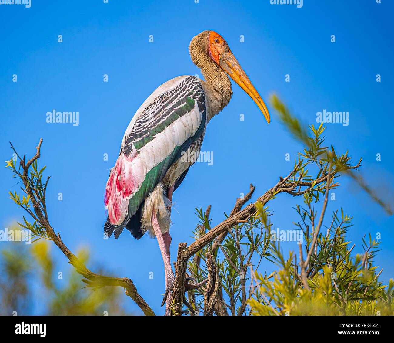A majestic Painted stork bird perched atop a tree branch, looking off into the distance Stock ...