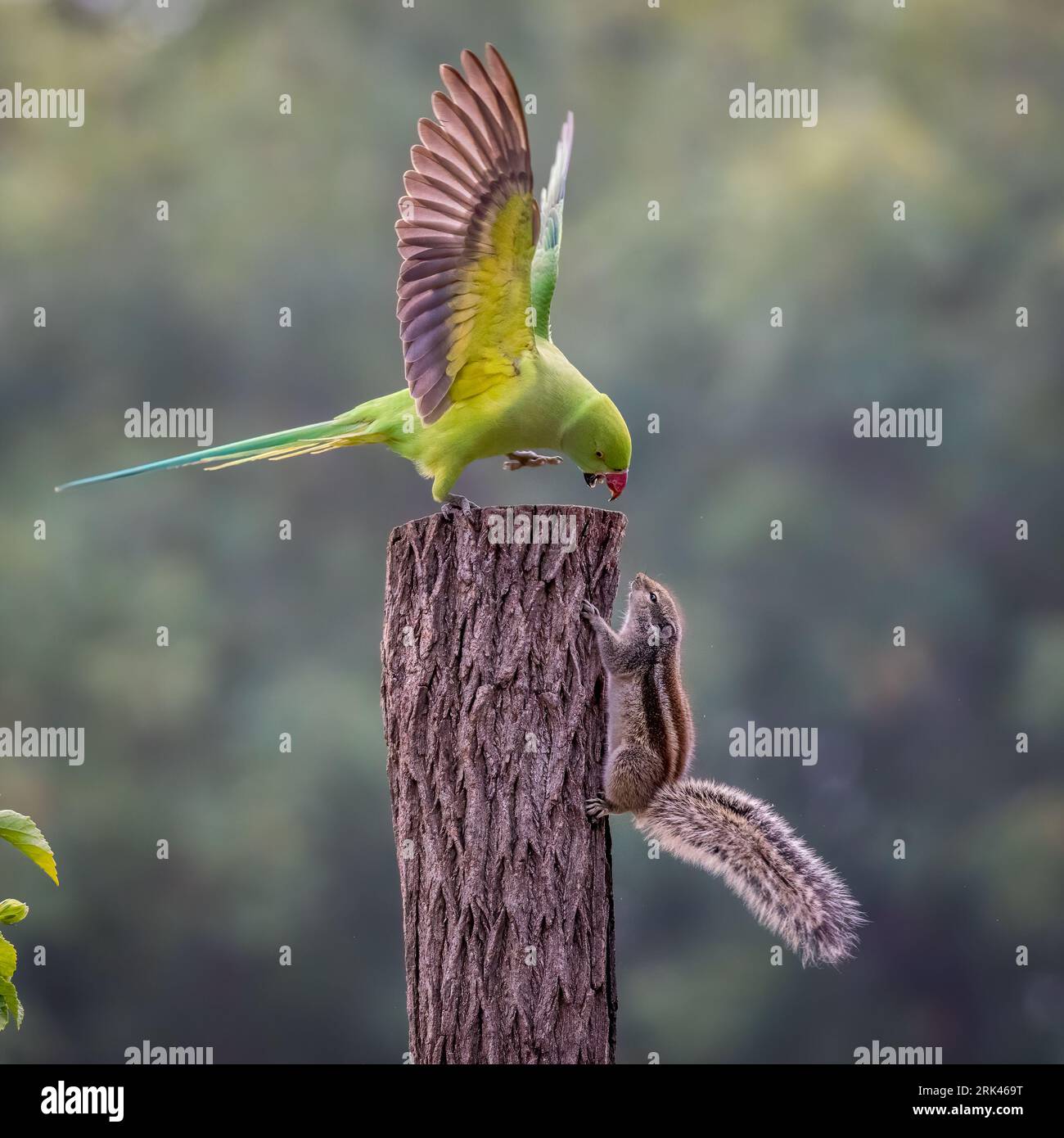 The angry parrot screams at the squirrel who annoyingly came to shoo ...
