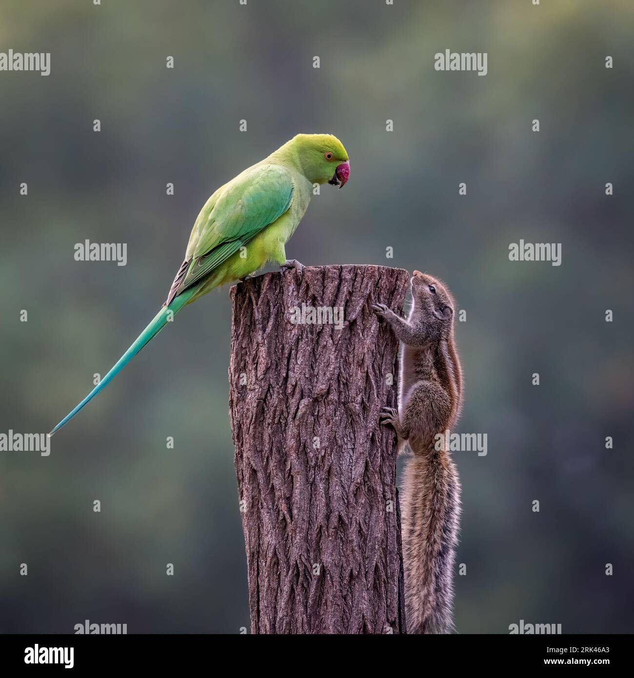 The territorial squirrel slithers in to shoo the parrot away ...