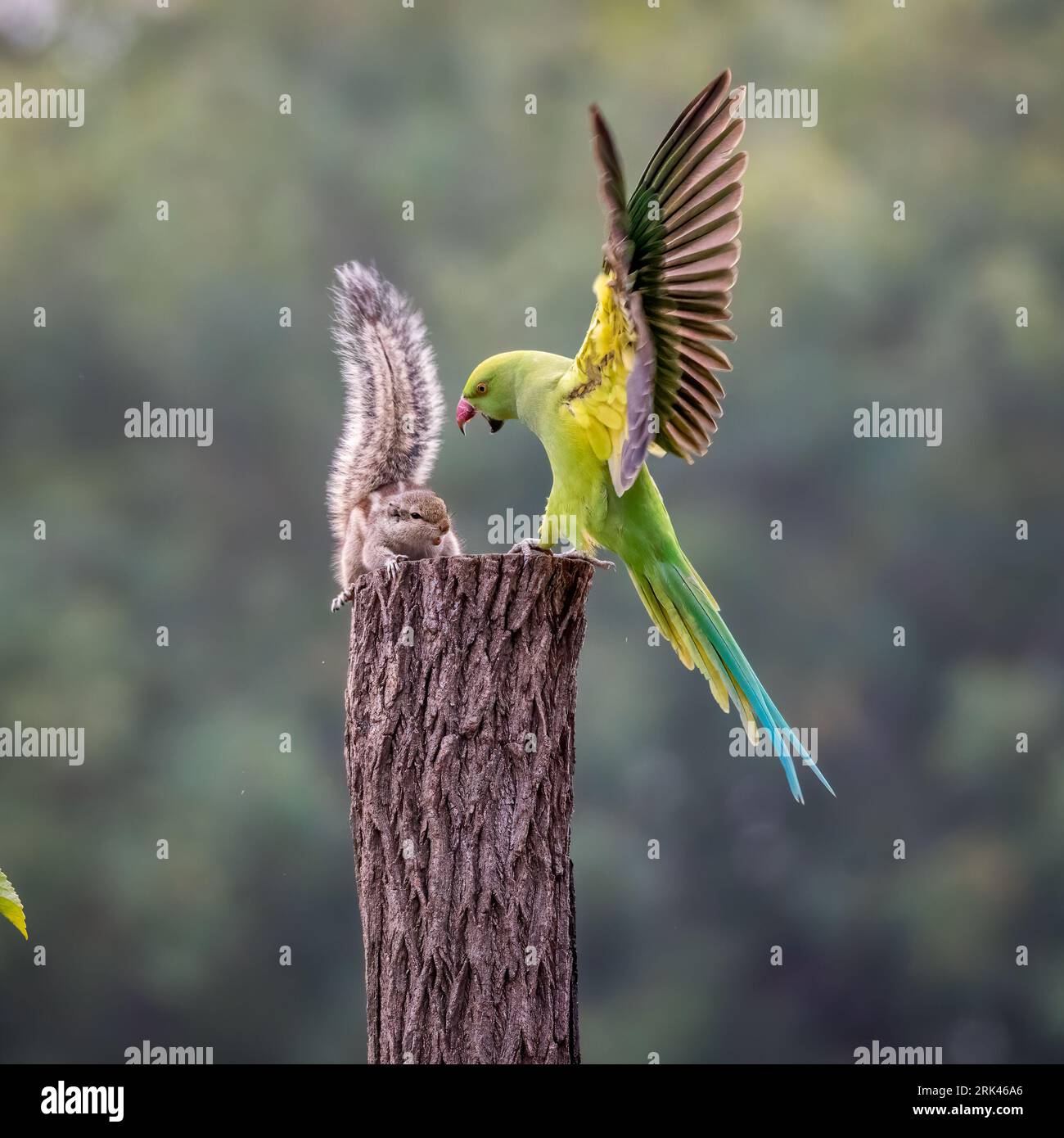 Angry parrot hi-res stock photography and images - Alamy
